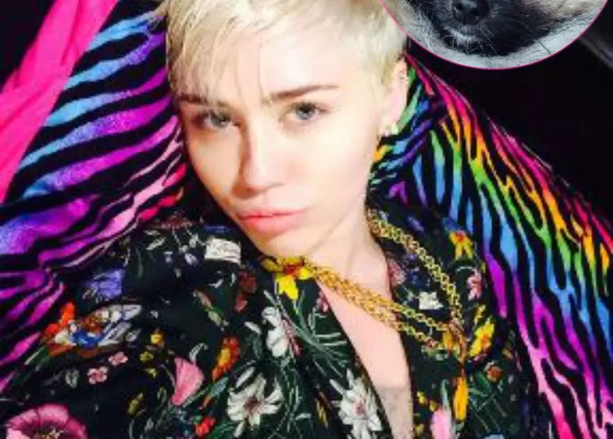 Miley Cyrus får ny valp Moonie som gåva från Tish, säger "Ingen skulle någonsin kunna ersätta min baby Floyd" - In Touch Weekly